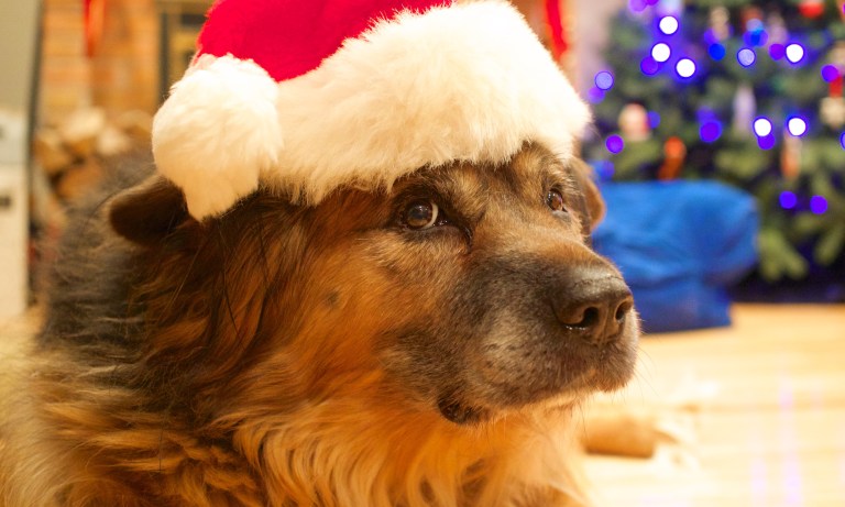 A Polyhedra Construction Kit – Denise Gaskins' Let's Play Math